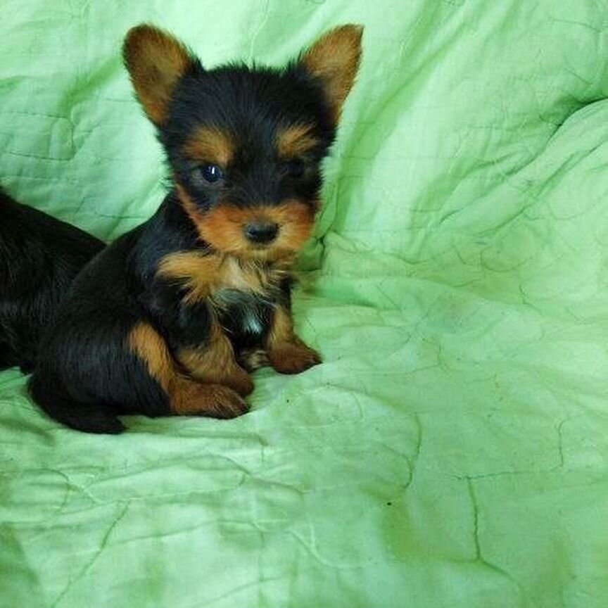 Щенки йоркширского терьера мини