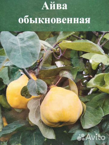 Саженцы айвы обыкновенной купить в Иваново | Товары для дома и дачи | Авито
