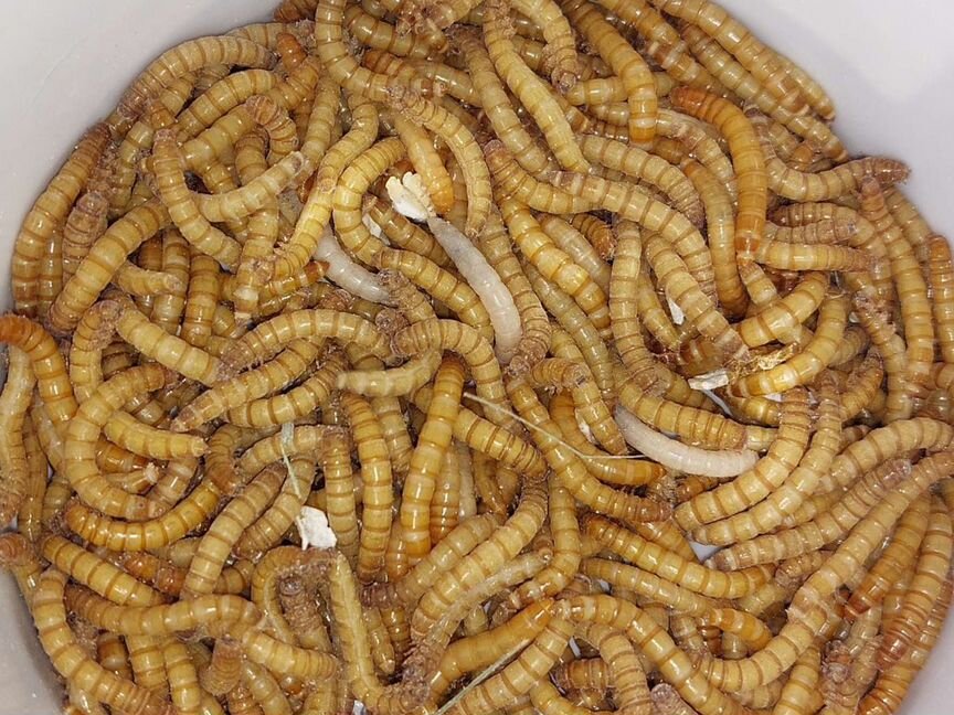 Корм, мучной червь