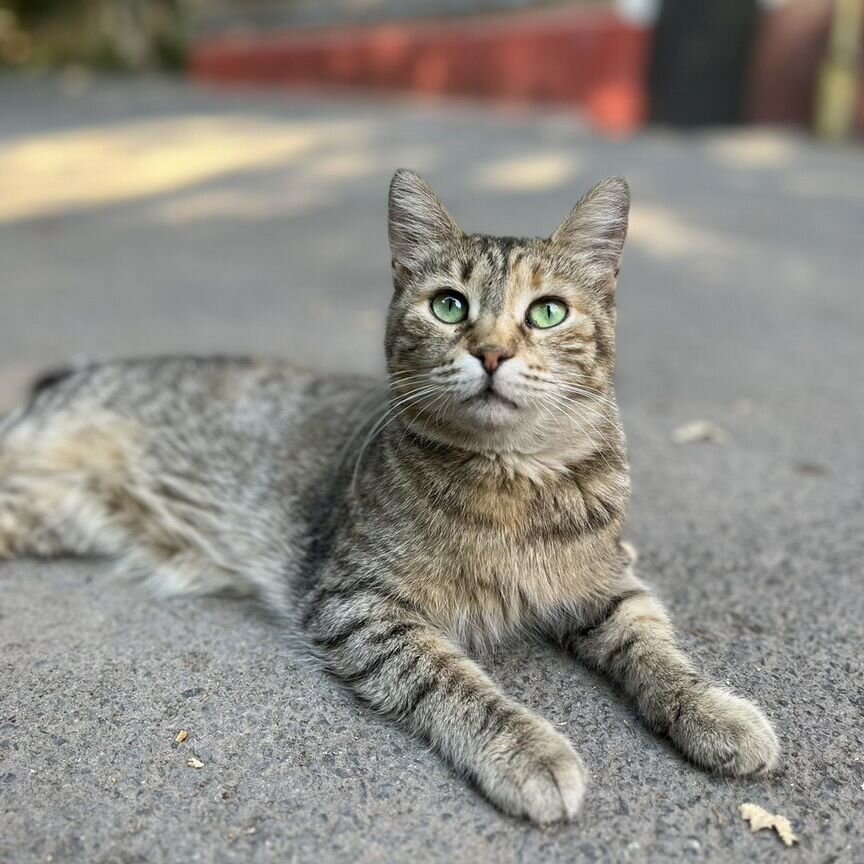 Кошке нужен дом
