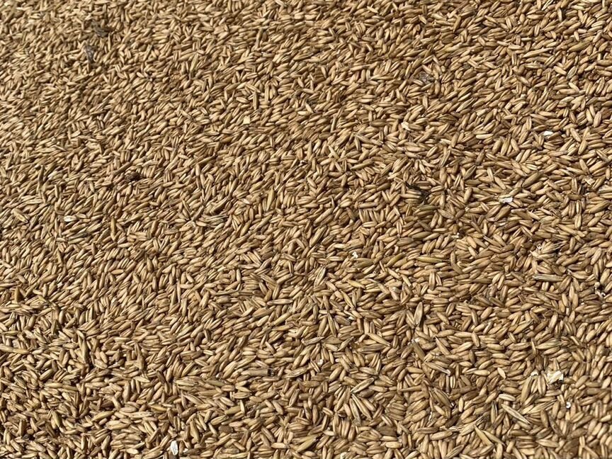 Продам овес голозерный