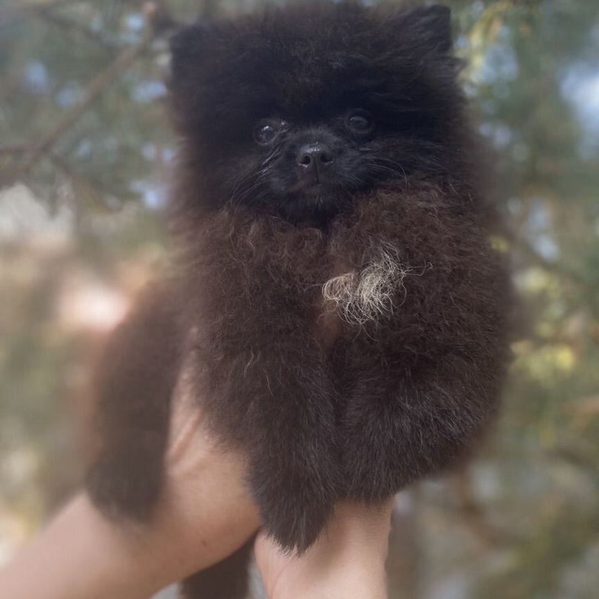 Щенки шпица померанского с документами