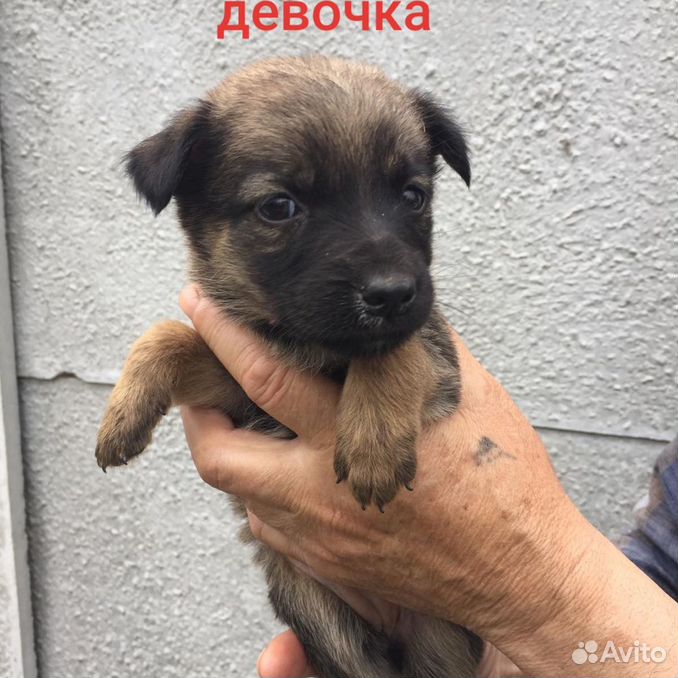 Щеночек-девочка бесплатно