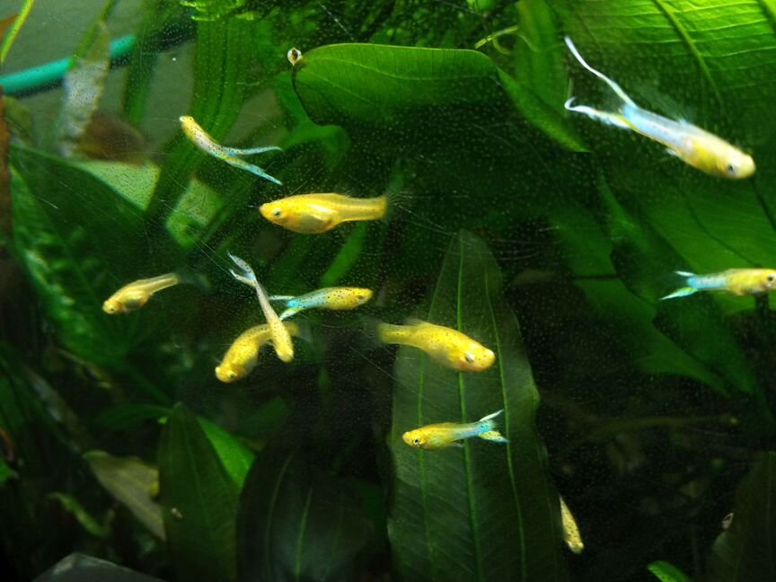 Гуппи blue gold