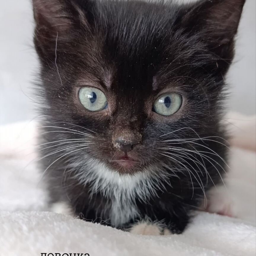Европейский короткошёрстный котёнок