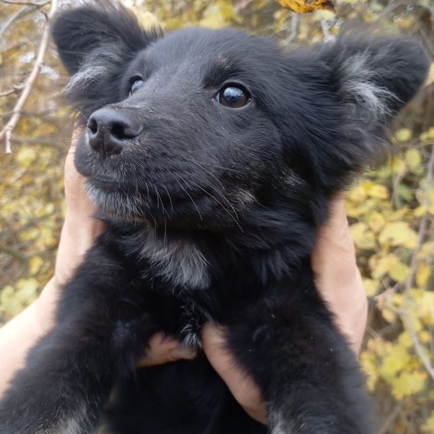 Взрослый пёс в добрые руки