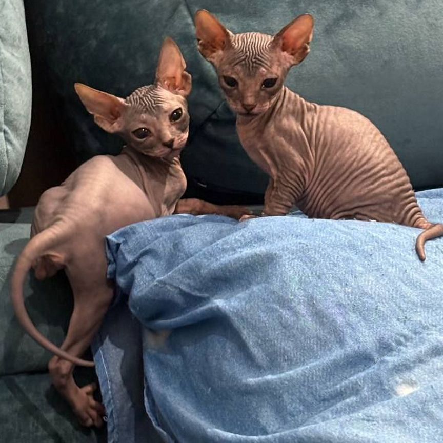 Донской сфинкс котёнок