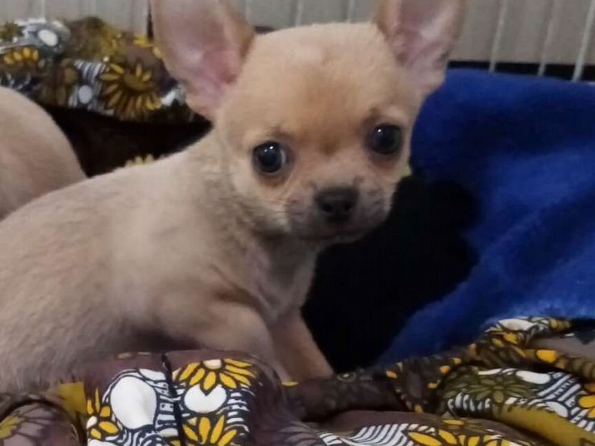 Чихуахуа мальчик-красавчик