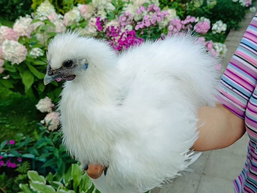 Китайские шелковые куры и бентамки