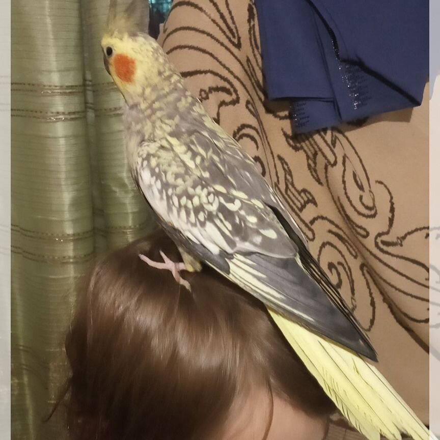 Попугай корелла девочка