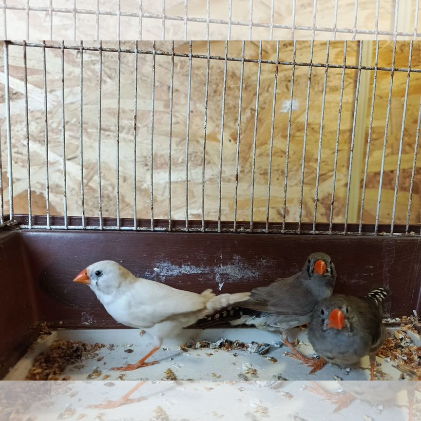 Птицы амадины