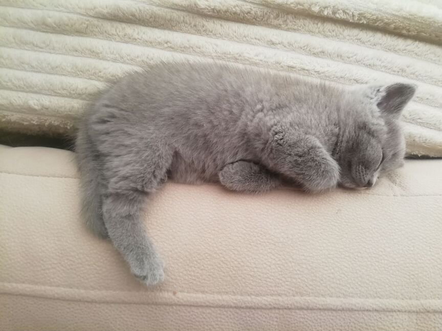 Британская кошка
