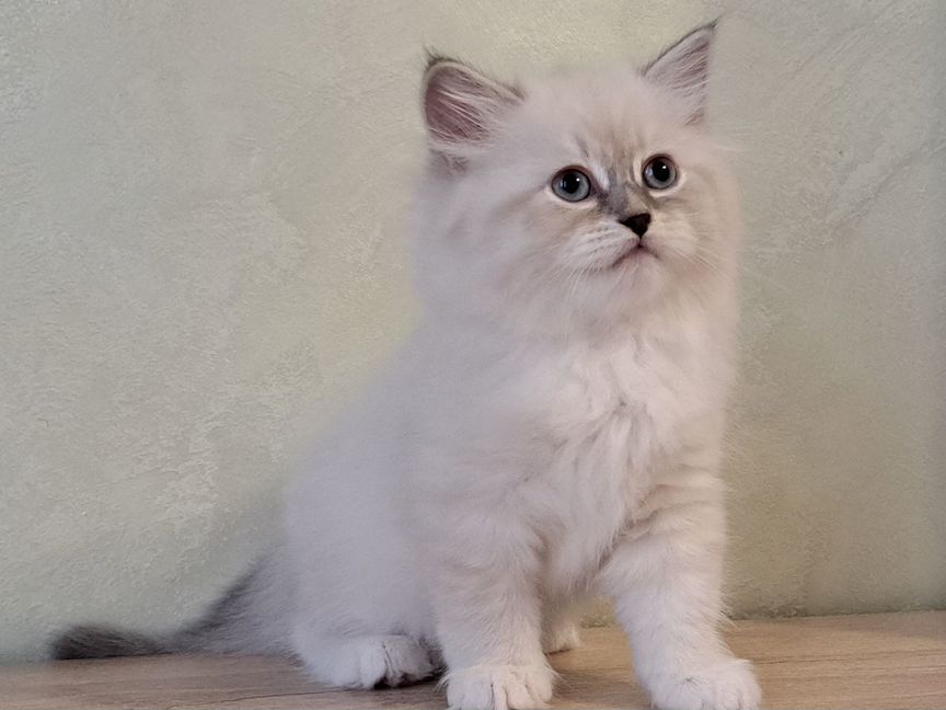 Девочки-припевочки