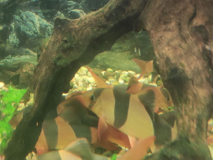 Боция клоун