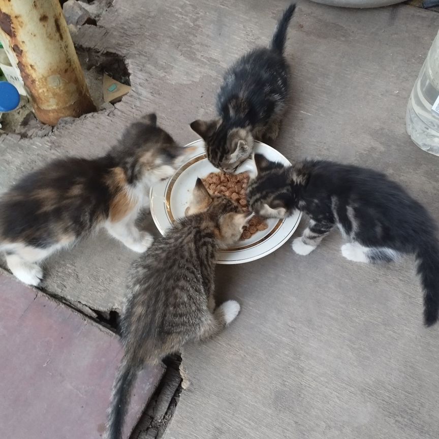 Котята в добрые руки. Привезу куда скажете