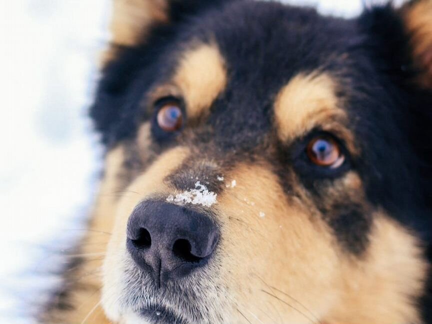 Невероятный Атаман ждет своего хозяина
