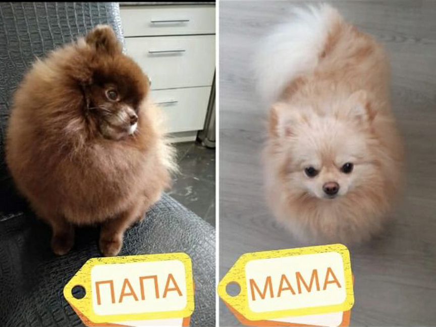 Щенки померанского шпица