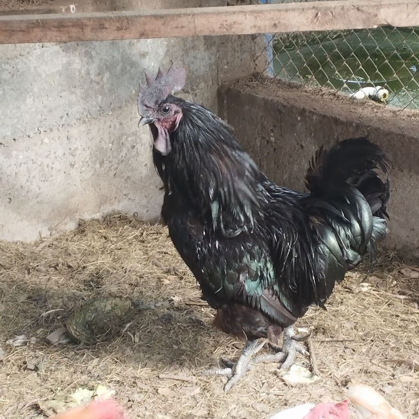 Семья курей