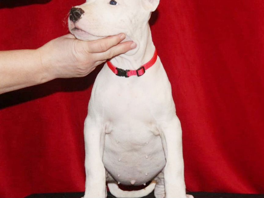 Дог аргентинский белоснежная девочка