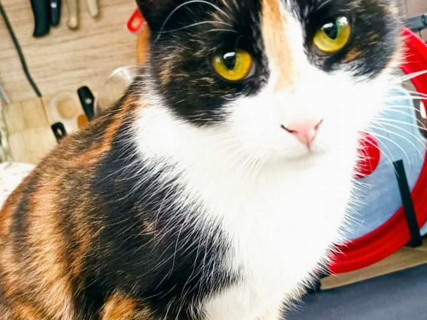 Трехцветный котенок со своей историей