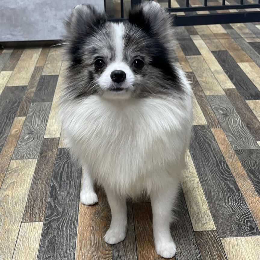 Немецкий шпиц, щенок