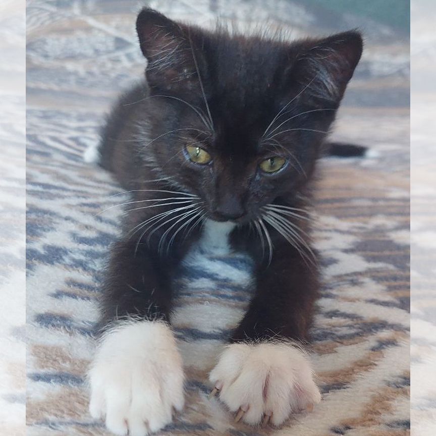 Котенок Кисточка 2,5 мес
