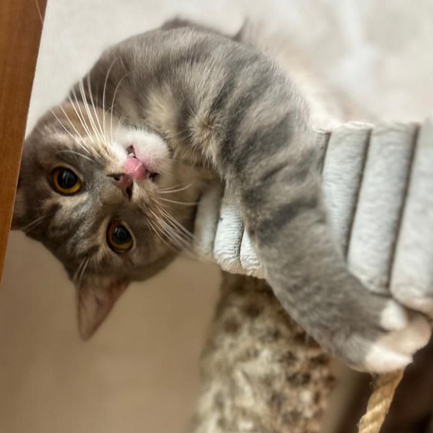 Британская короткошёрстная кошка, взрослая