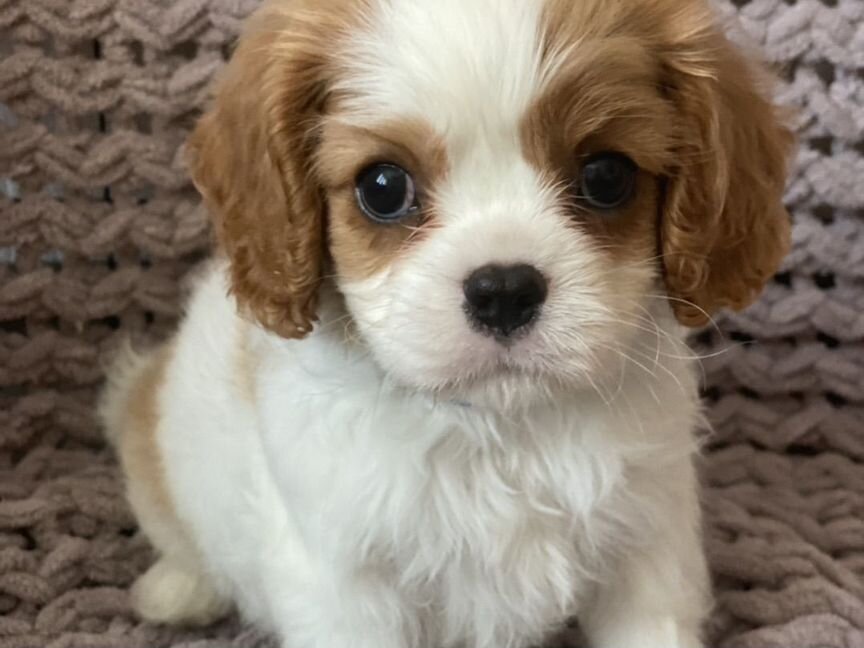 Щенок Кавалерчика ищет своих родителей