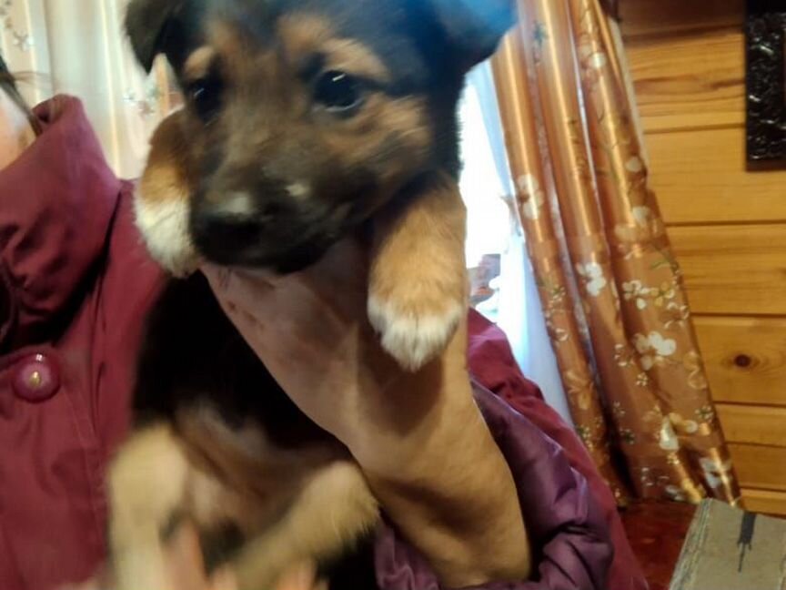 Маленькая собака в добрые руки бесплатно