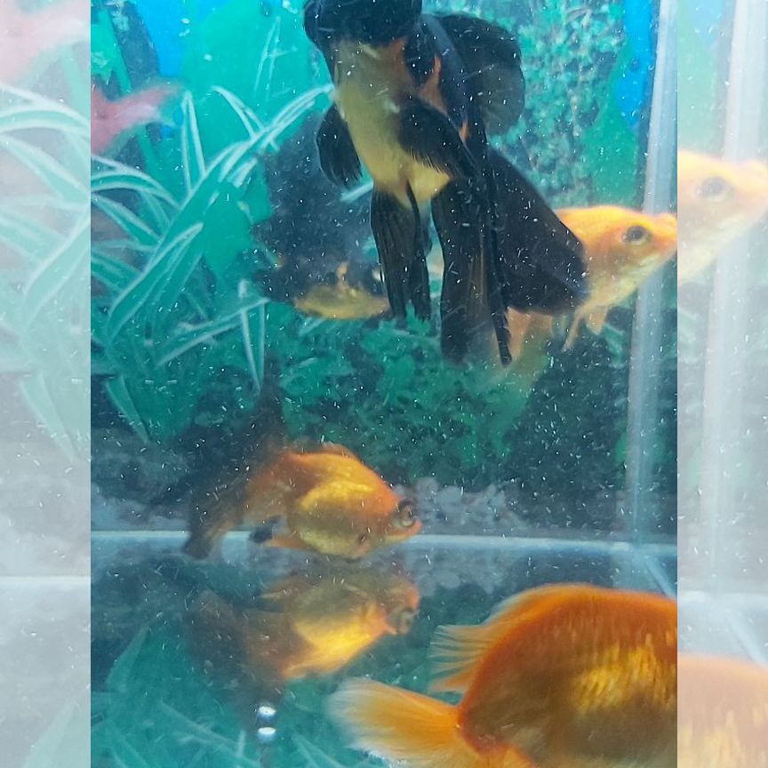 Рыба телескоп