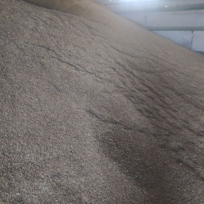 Ячмень, овёс, пшеница