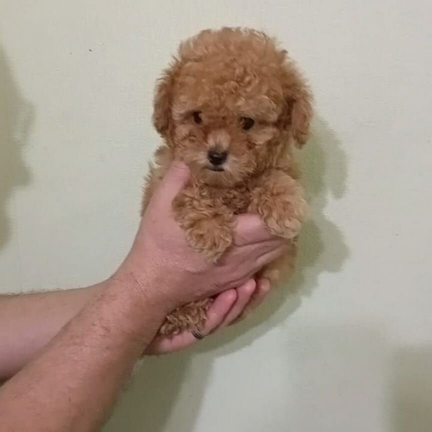 Той-пудель красный мальчишка