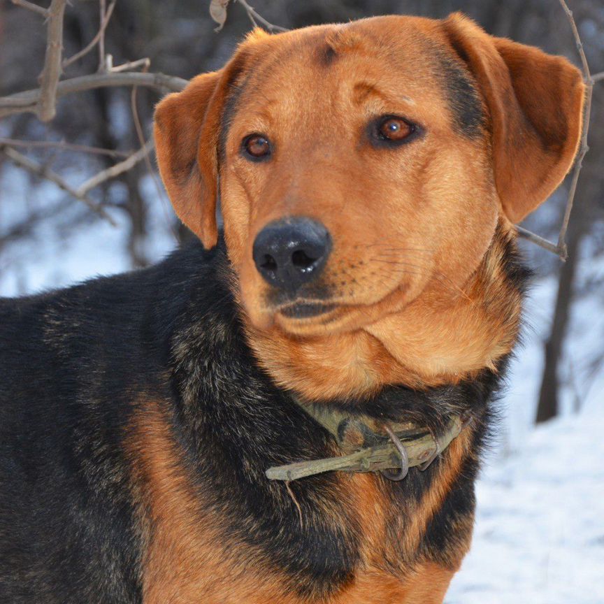 Крупный кобель в дар