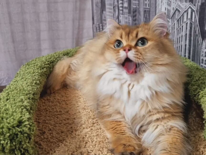 Шотландский мальчик Хайленд SFS71ny11