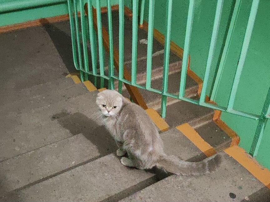 Кошка шотландская вислоухая