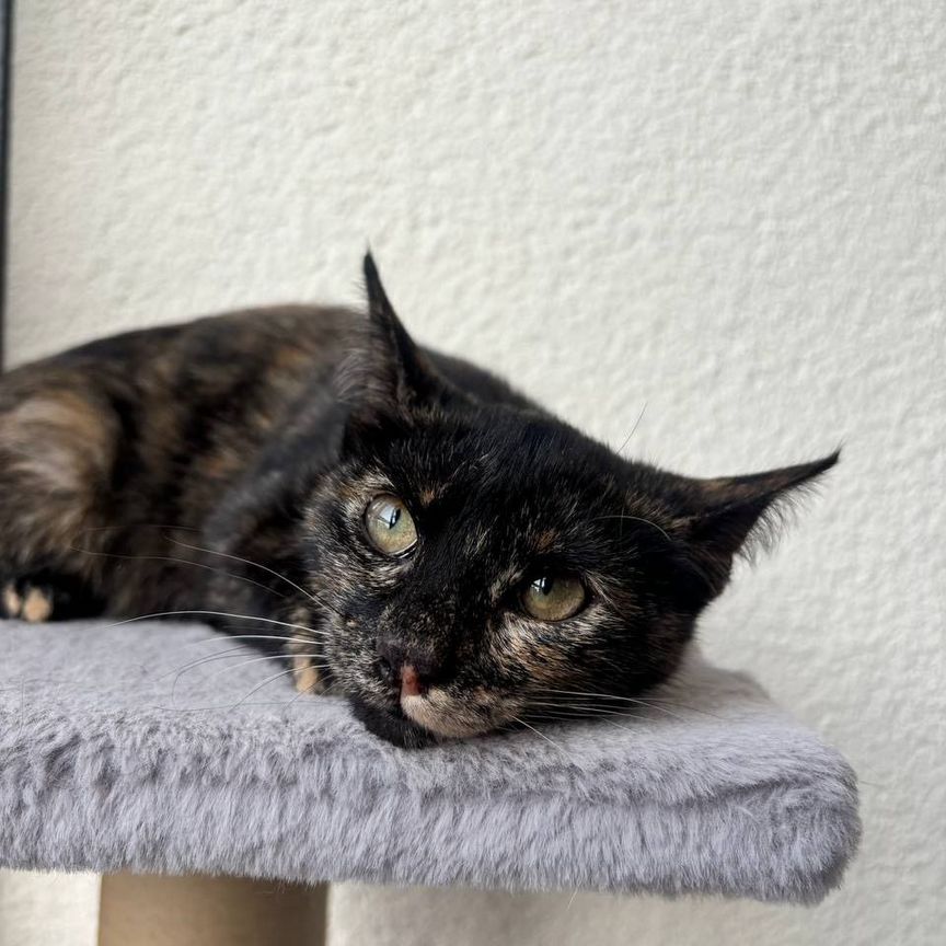 Котенок 4 месяца девочка