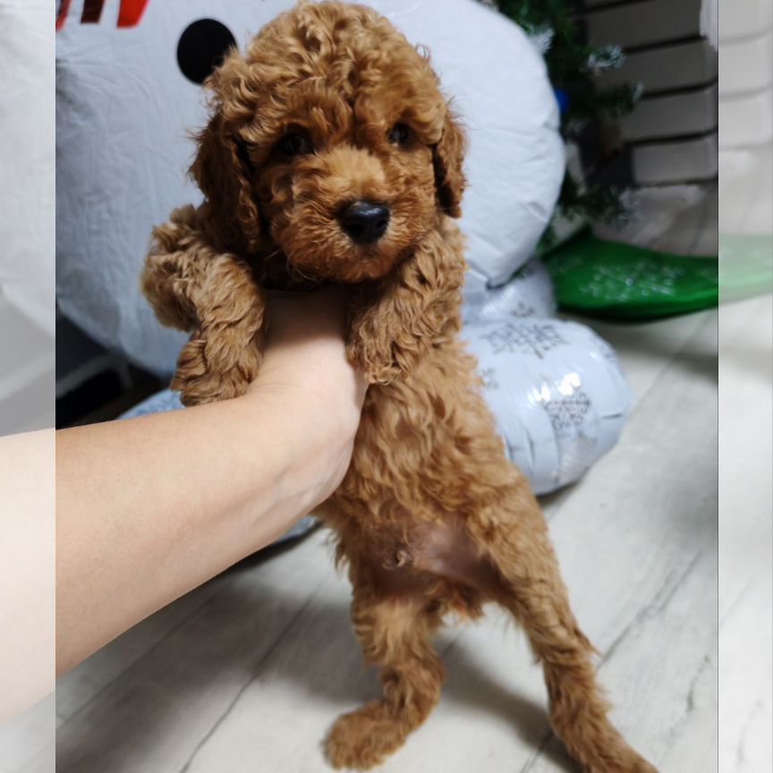 Пудель, щенок