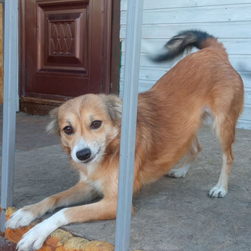 Добрая и умная собачка