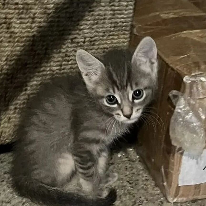 Котёнок в добрые руки