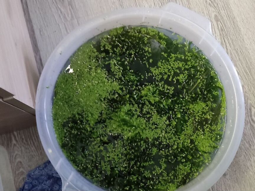 Роголистник прополка ряска