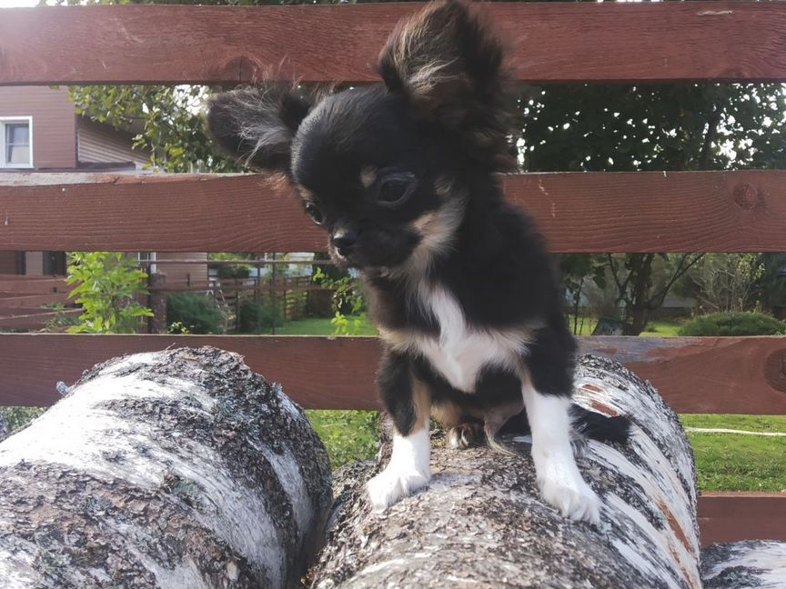 Чихуахуа мальчик мини