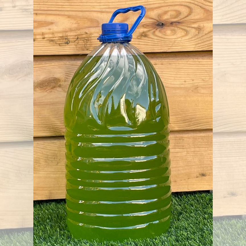 Хлорелла для водоёмов растений и животных