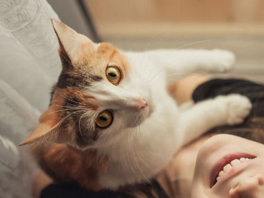 Кошка на вязку