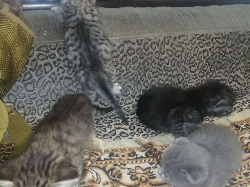 Кошки породистые