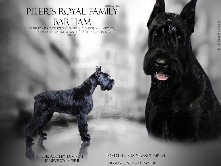 Ризеншнауцер вязка