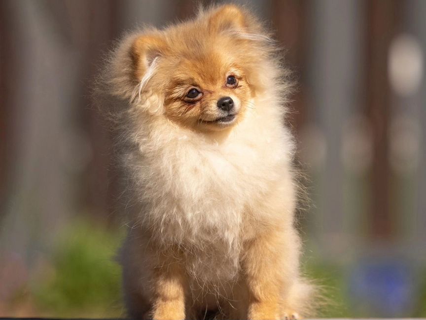 Девочка помераночка