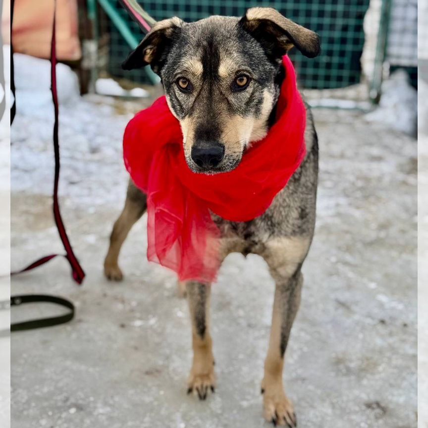 Взрослый пёс в добрые руки