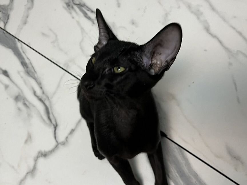 Ориентальный кот