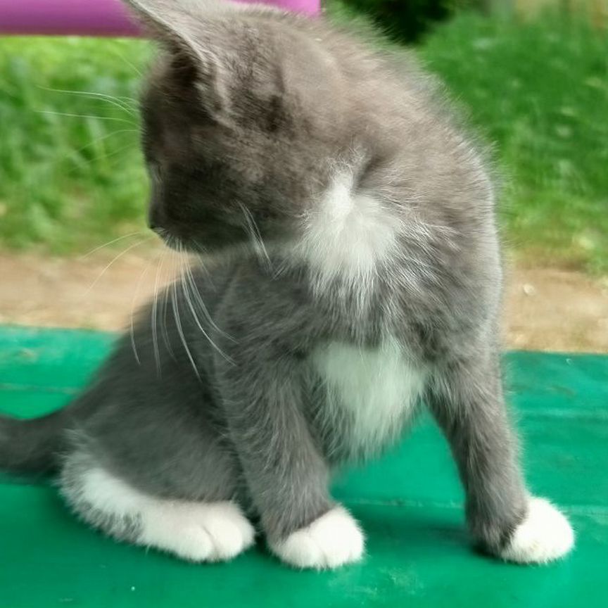 Котенок в добрые руки