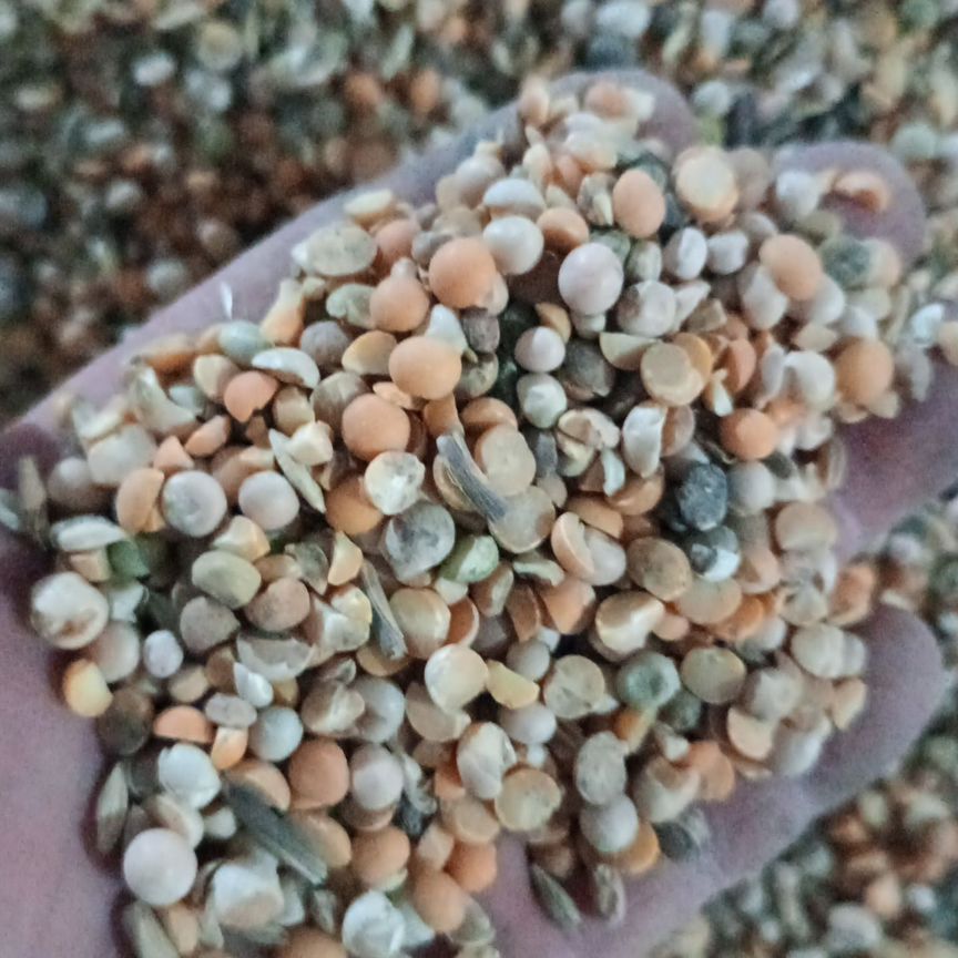 Горох кормовой